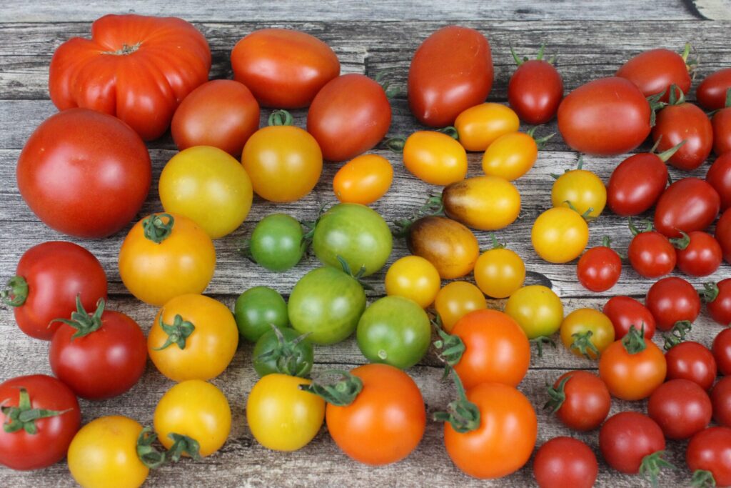 O tomate faz mais bem para saúde do que você imagina. Conheça todos os ...
